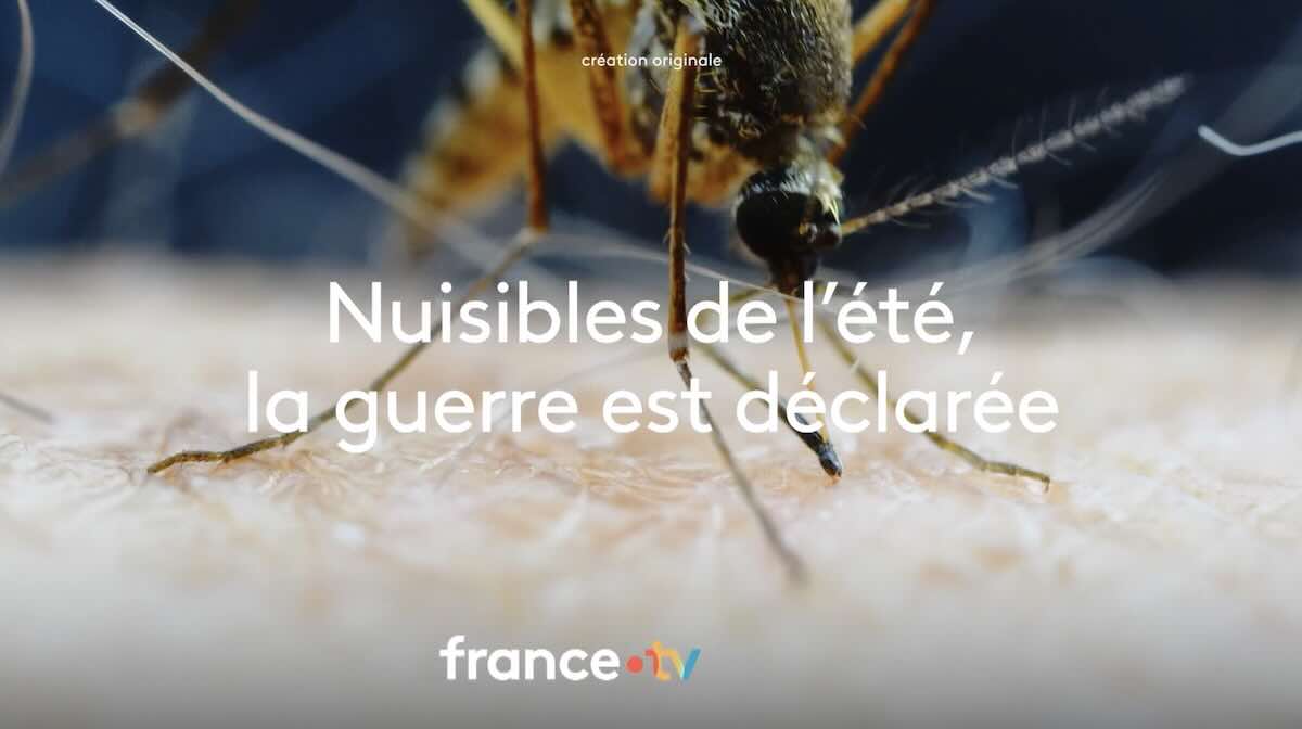 « Nuisibles de l'été : la guerre est déclarée » : de quoi parle le ...